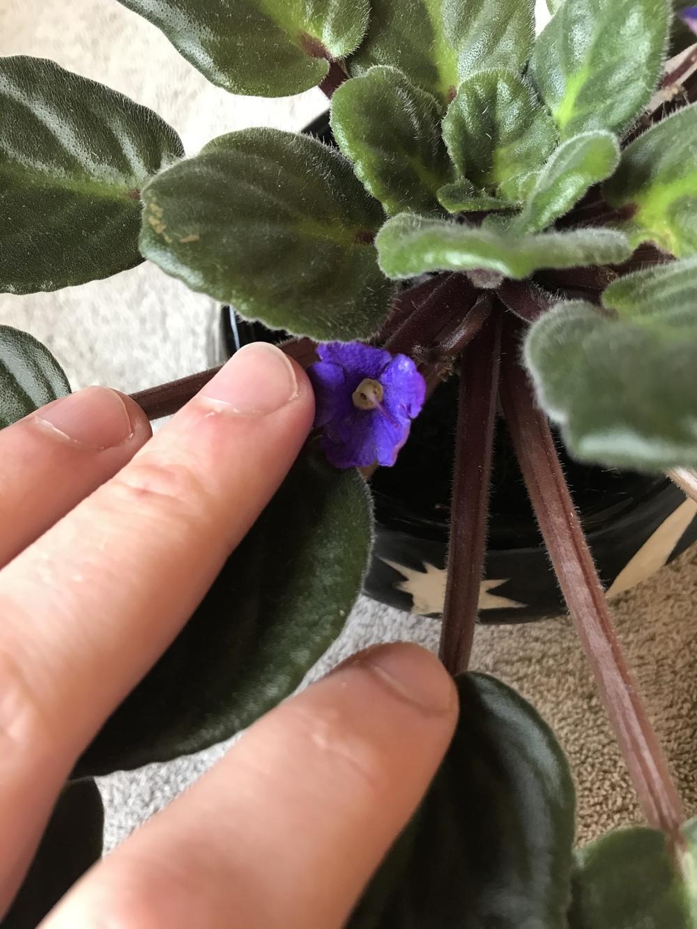 African violet flower discoloration in the Ask a Question forum ...