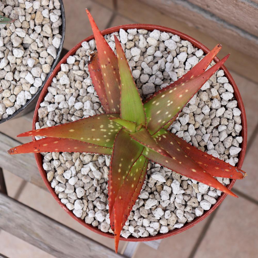 Aloe 'Rooikappie' in the Aloes Database - Garden.org