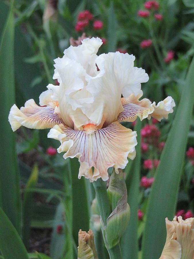 Photo of the bloom of Tall Bearded Iris (Iris 'Hello Darling') posted ...