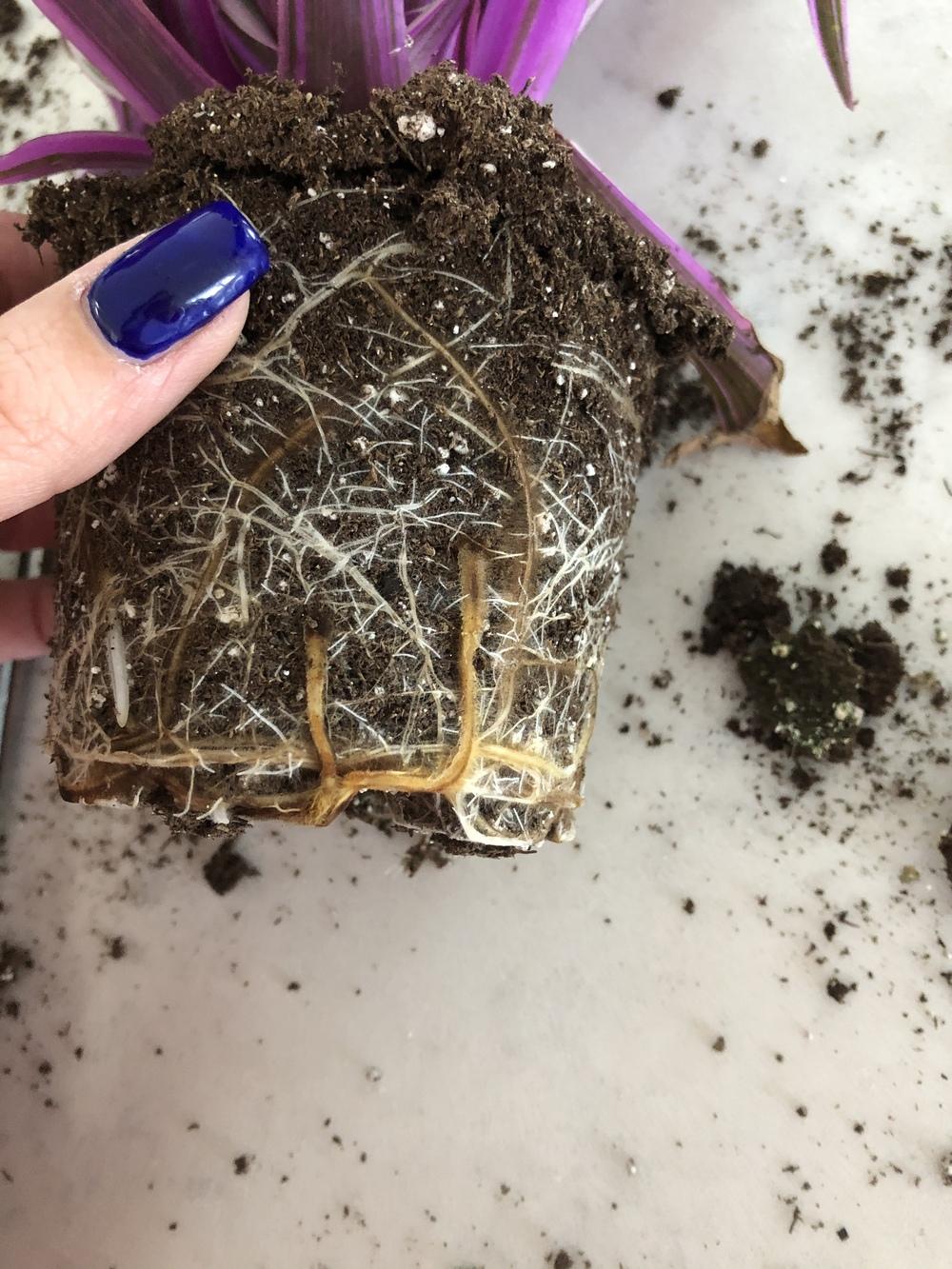 Moses in the cradle root rot? in the Houseplants forum - Garden.org