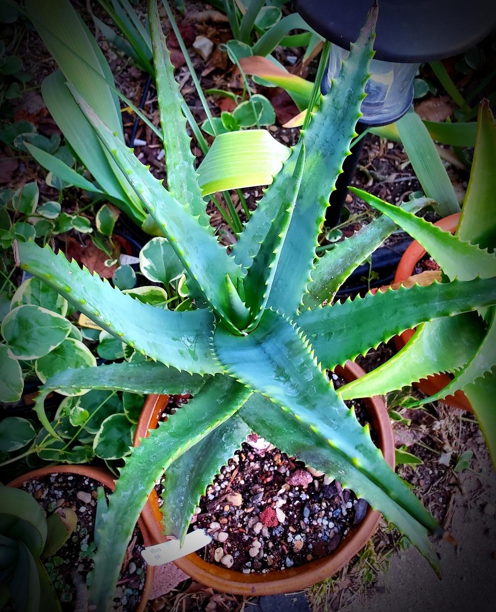 Mt. Elgon Aloe (Aloe elgonica) in the Aloes Database - Garden.org