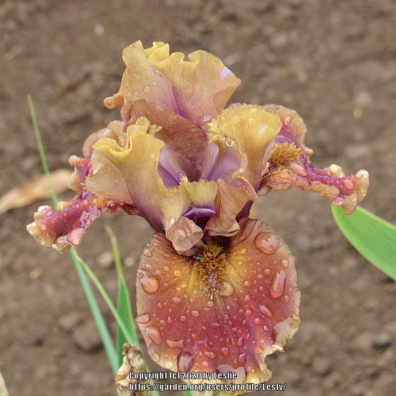 Standard Dwarf Bearded Iris (Iris 'Earthly Delight') in the Irises ...