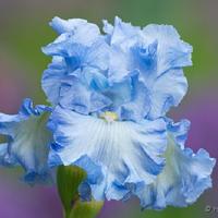 Tall Bearded Iris (Iris 'Absolute Treasure') in the Irises Database ...