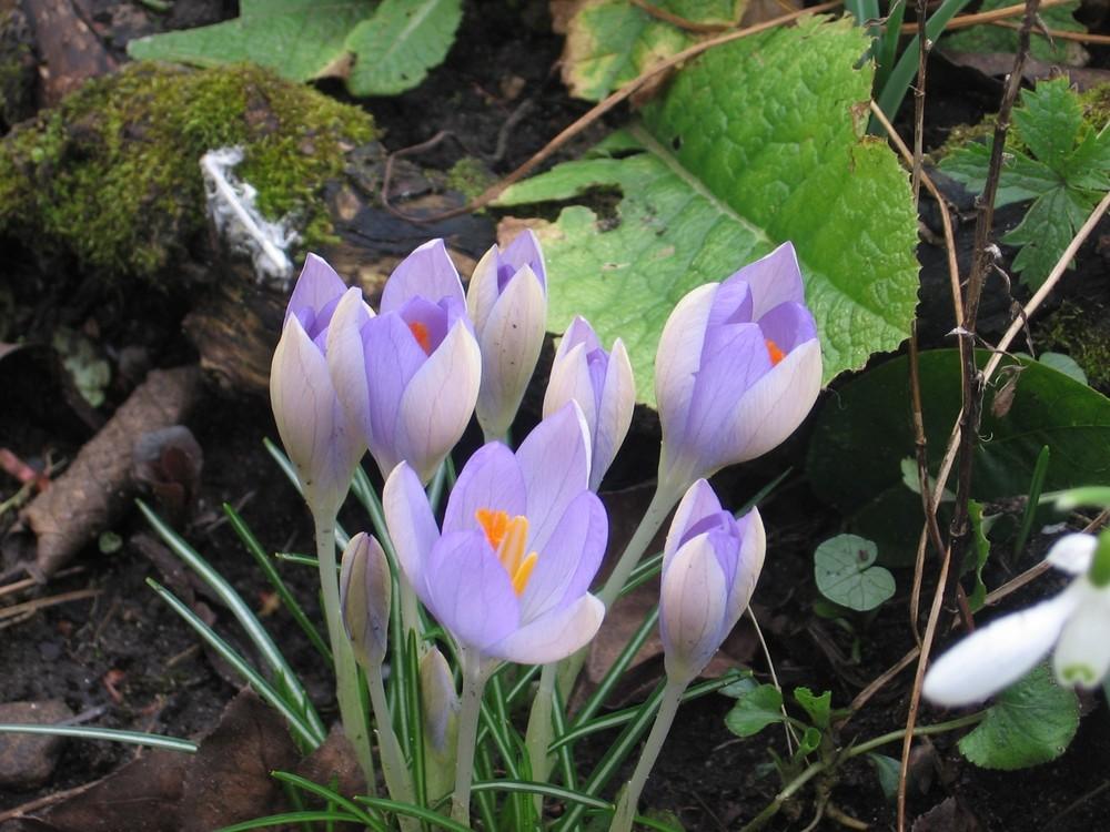 Crocus: Plant Care and Collection of Varieties - Garden.org