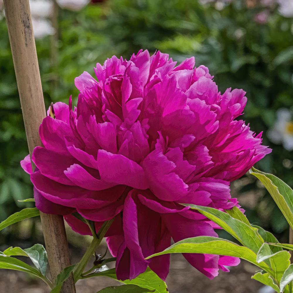 Peony (Paeonia 'Rosabel') in the Peonies Database - Garden.org