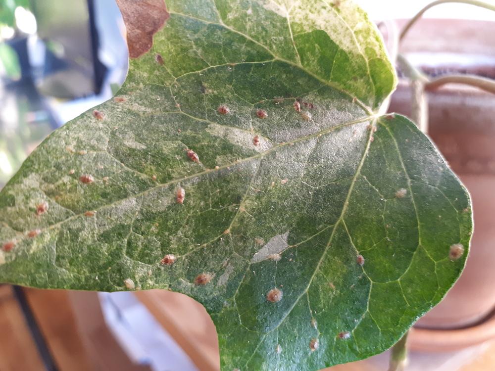 What is this on my ivy? in the Pests and Diseases forum - Garden.org