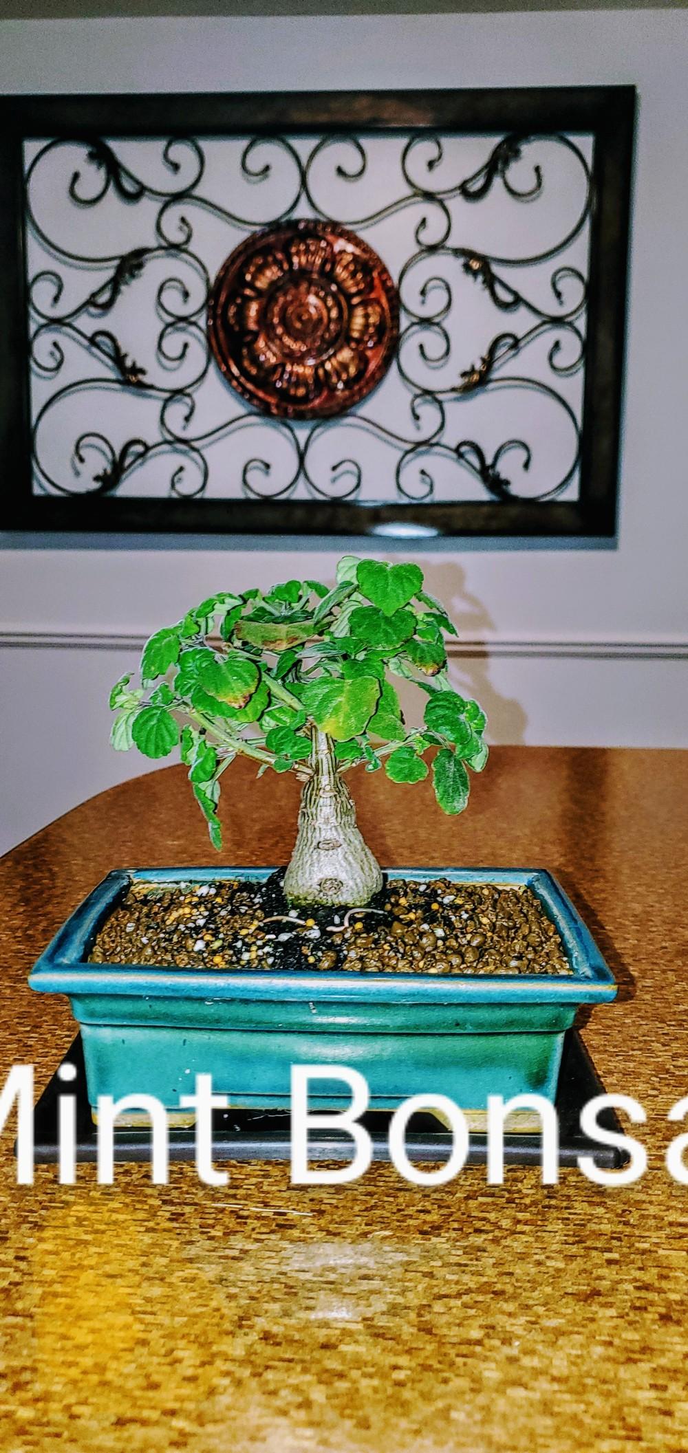 Photo of the entire plant of Bonsai Mint (Plectranthus ernstii) posted ...