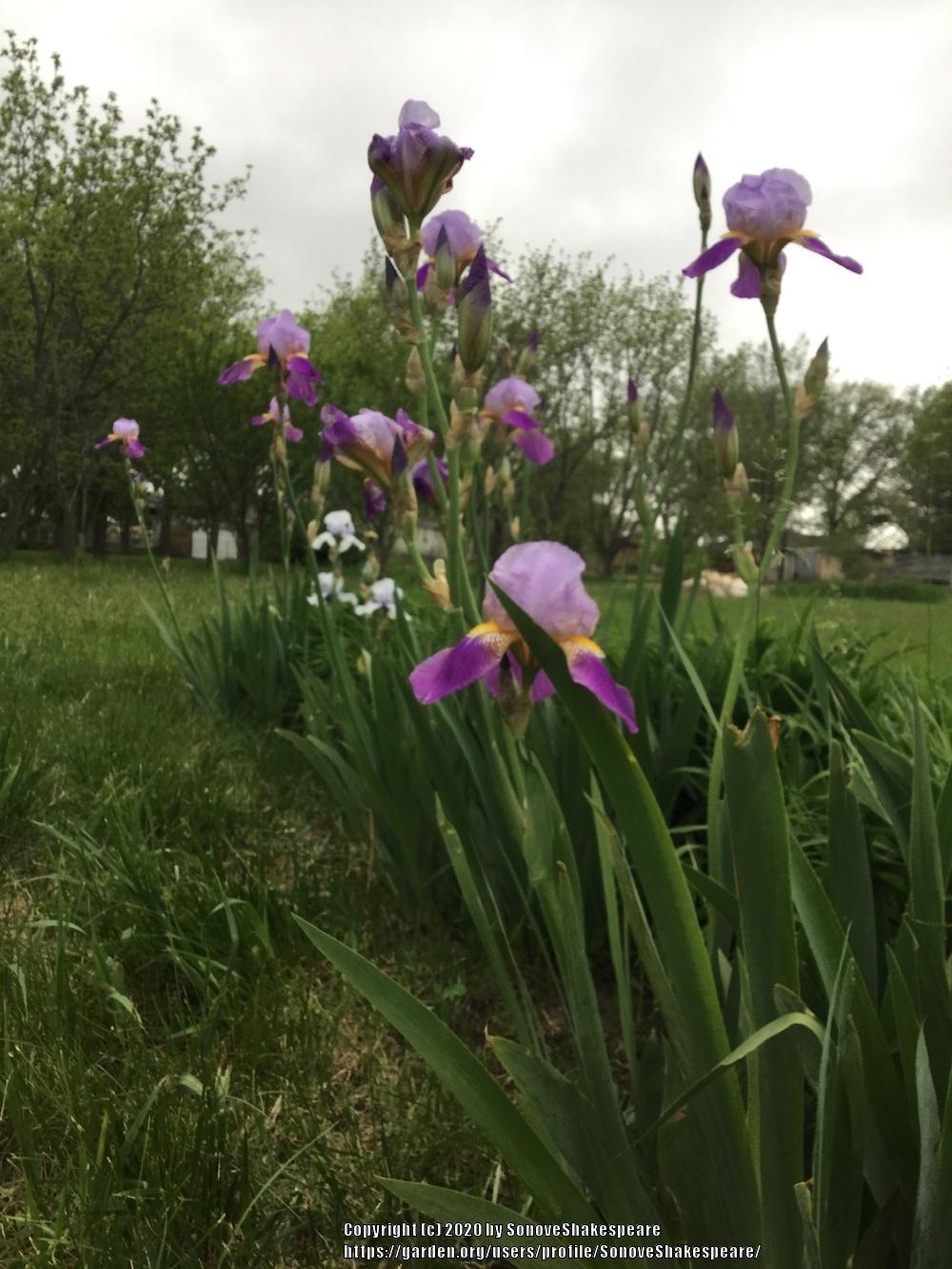 Naturalizing Bearded iris in the Irises forum - Garden.org