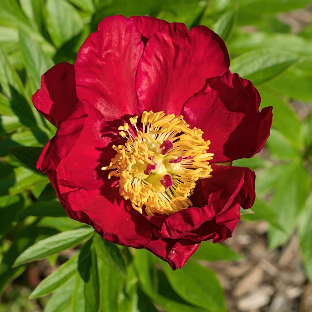 Peony (Paeonia 'Legion of Honor') in the Peonies Database - Garden.org