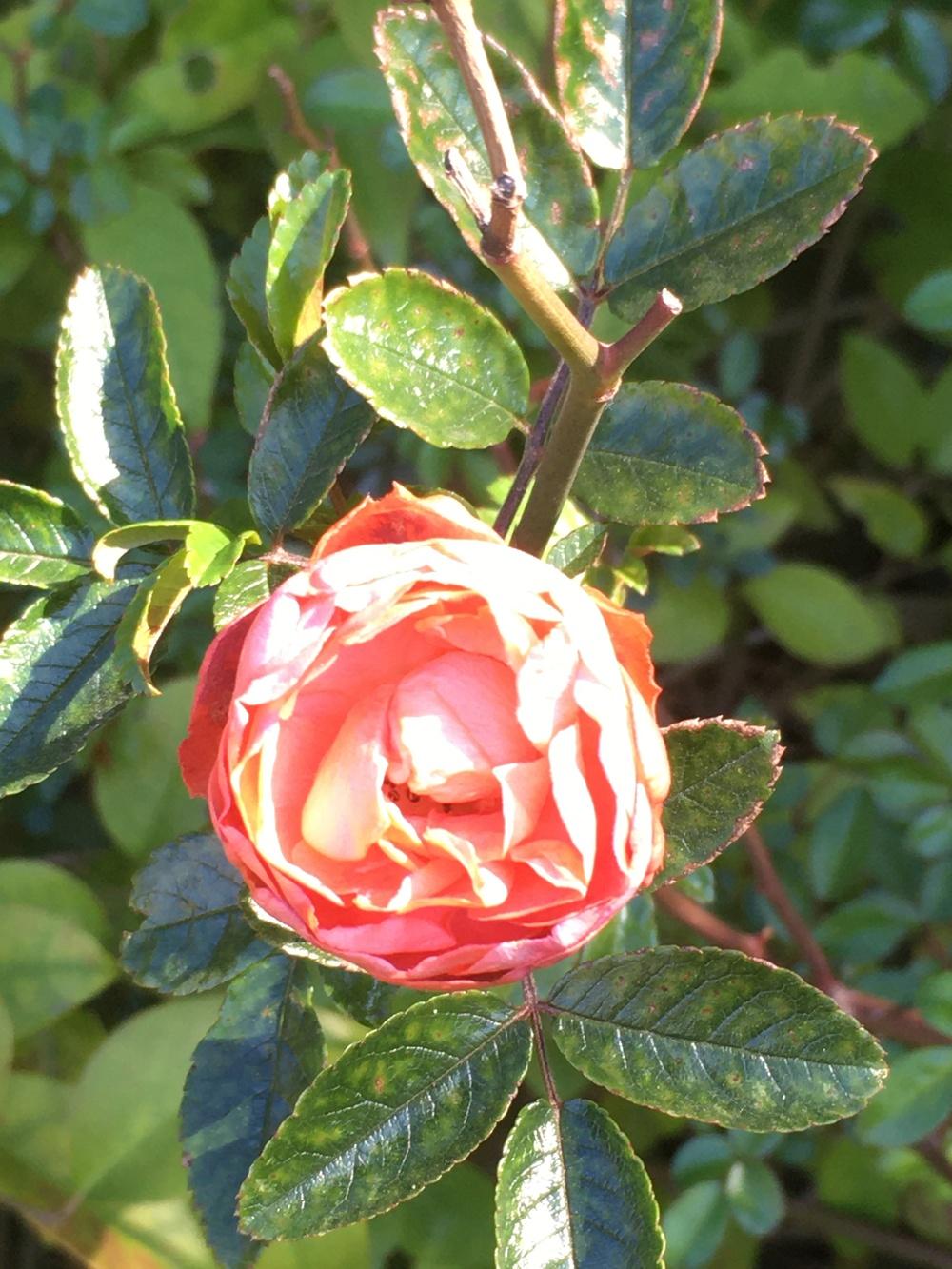 Cl. Margo Koster in the Roses forum - Garden.org