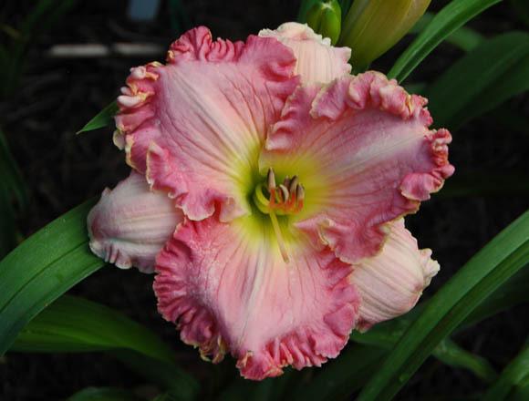 Daylily of the Day: Pink Aloha in the Plants of the Day forum - Garden.org
