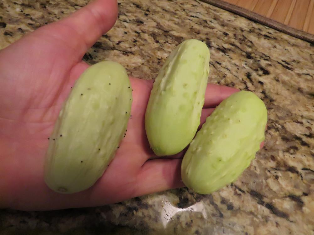 Cucumber (Cucumis sativus 'Dragon's Egg') in the Cucumbers Database ...