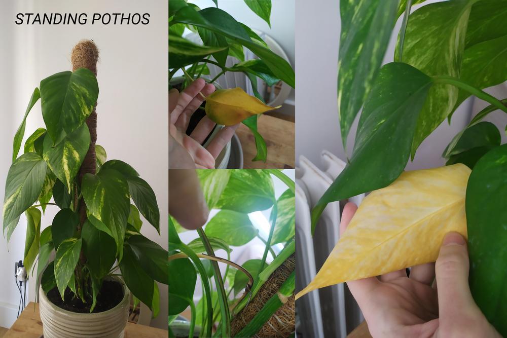Help! FIVE plants with persistent yellow leaves in the Houseplants ...