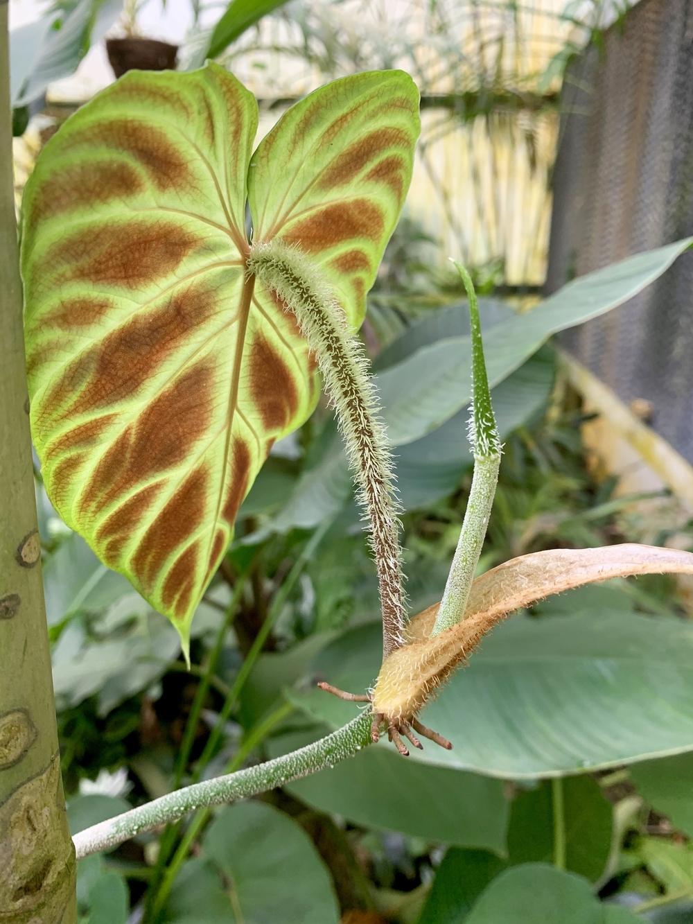 Photo of the roots of Velvet-leaf Philodendron (Philodendron verrucosum ...