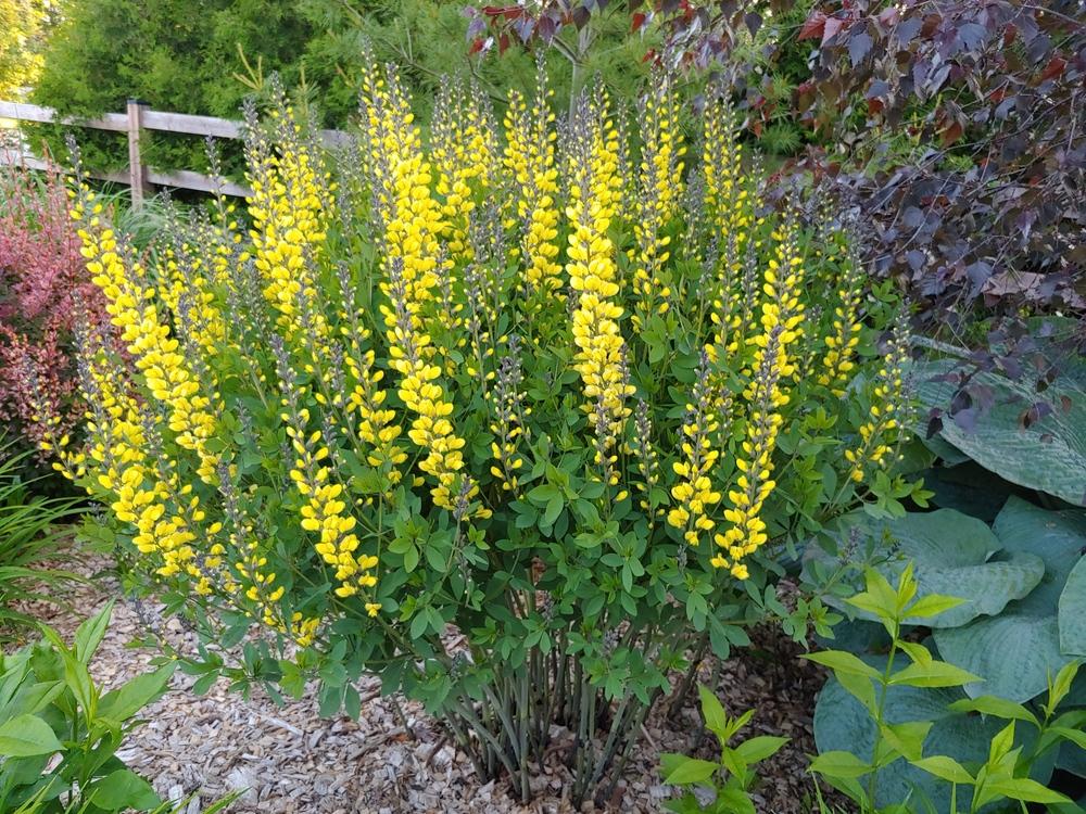 Baptisias: Plant Care and Collection of Varieties - Garden.org