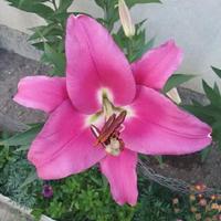 Photo of the bloom of Lily (Lilium 'Robina') posted by Debbie - Garden.org