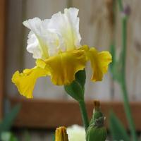 Tall Bearded Iris (Iris 'Alpine Journey') in the Irises Database ...