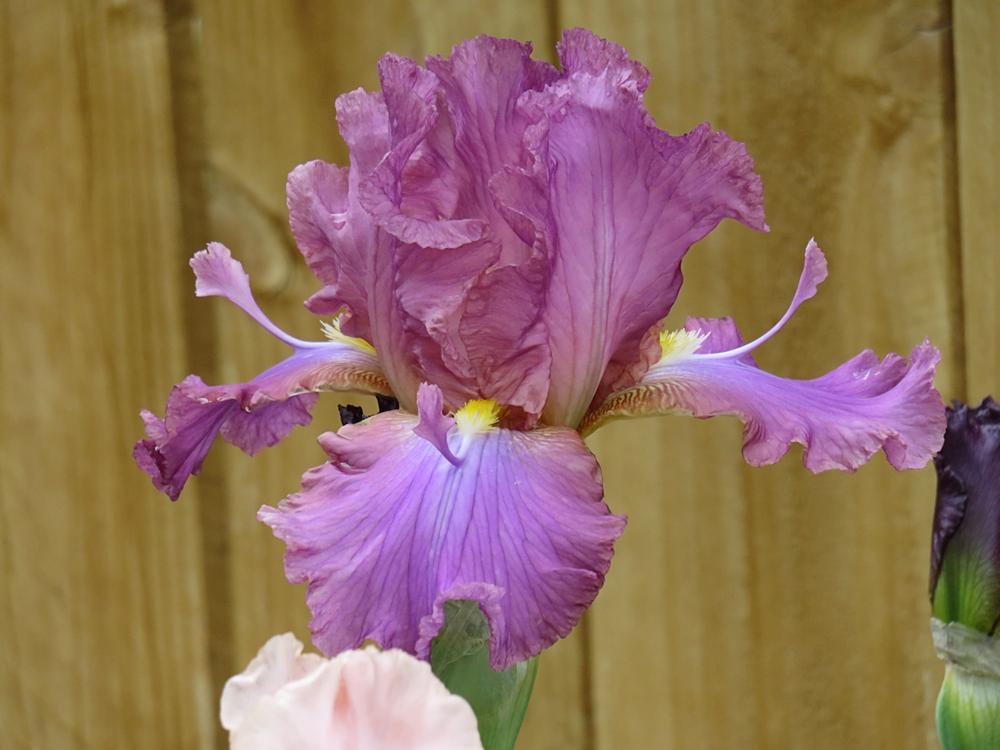 Tall Bearded Iris (Iris 'Frills and Flounces') in the Irises Database ...