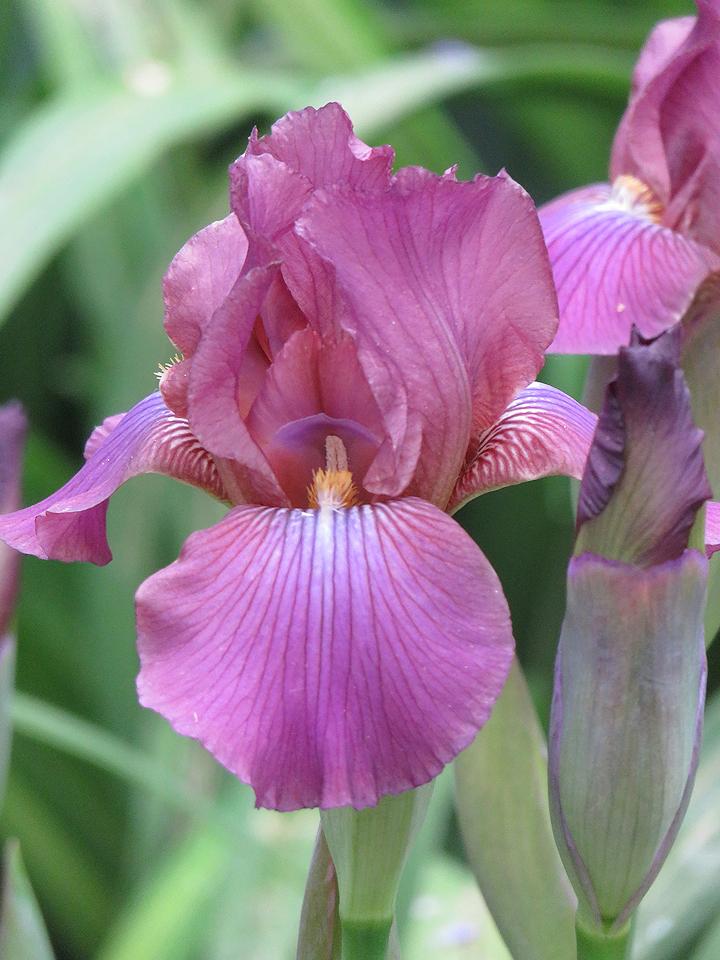 Miniature Tall Bearded Iris (Iris 'Frilly Molly') in the Irises ...