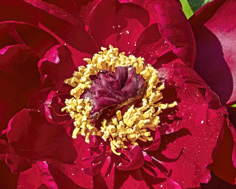 Photo of the stamens, filaments and pistils of Peony (Paeonia ...