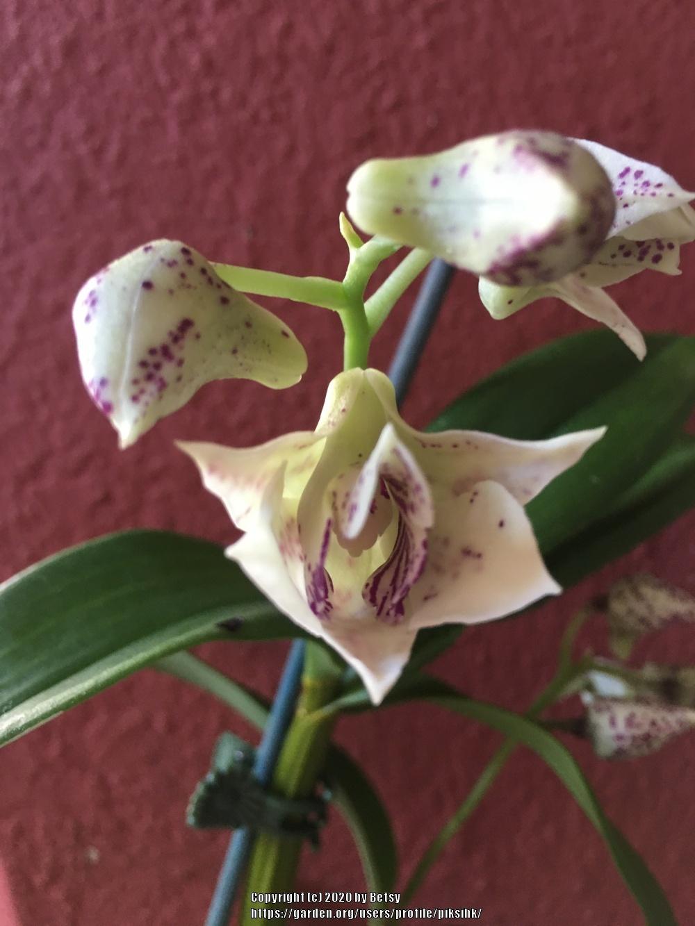 Den. Micro Chip x Roy Tokunaga in the Orchids forum - Garden.org