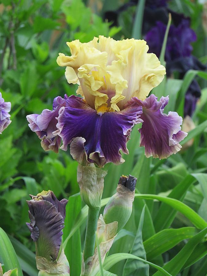 Photo of the bloom of Tall Bearded Iris (Iris 'Painted Shadows') posted ...