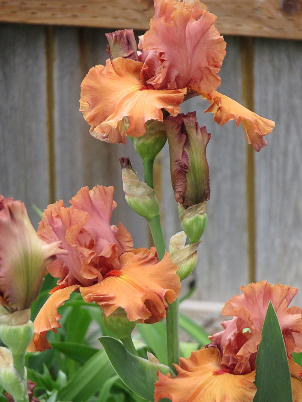Tall Bearded Iris (Iris 'Indian Sunset') in the Irises Database ...