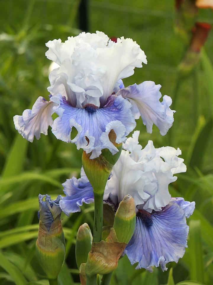 Photo of the bloom of Tall Bearded Iris (Iris 'Quaffable') posted by ...