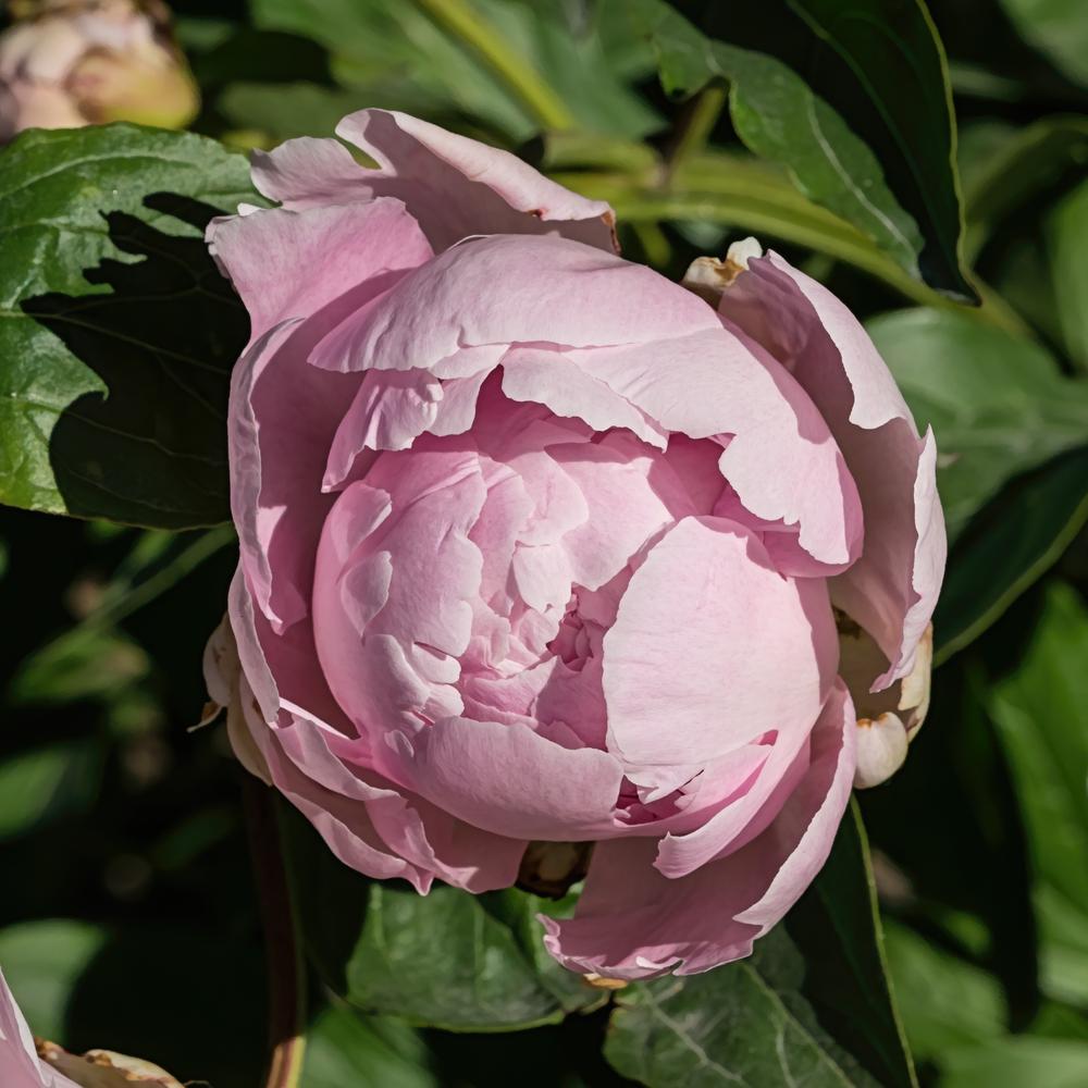 Peony (Paeonia 'La France') in the Peonies Database - Garden.org
