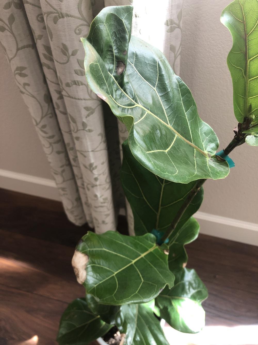 What's wrong with my Fiddle Leaf Fig with white and brown patches? in ...