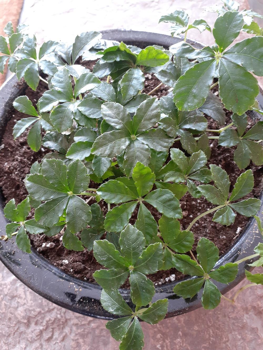 Miniature Grape Ivy (Cissus striata) - Garden.org