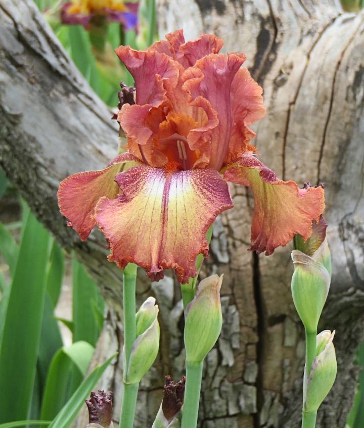 Photo of the bloom of Tall Bearded Iris (Iris 'Ruffled Copper Sunset ...