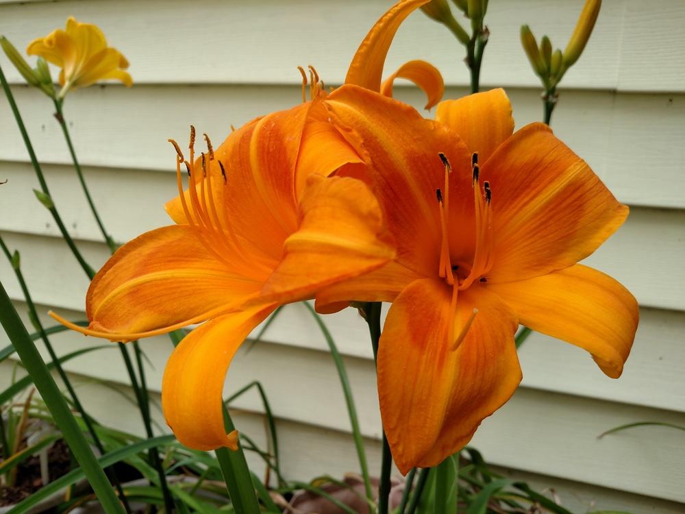 Daylily Alphabet..... Show Us Your "R's" in the Daylilies forum ...