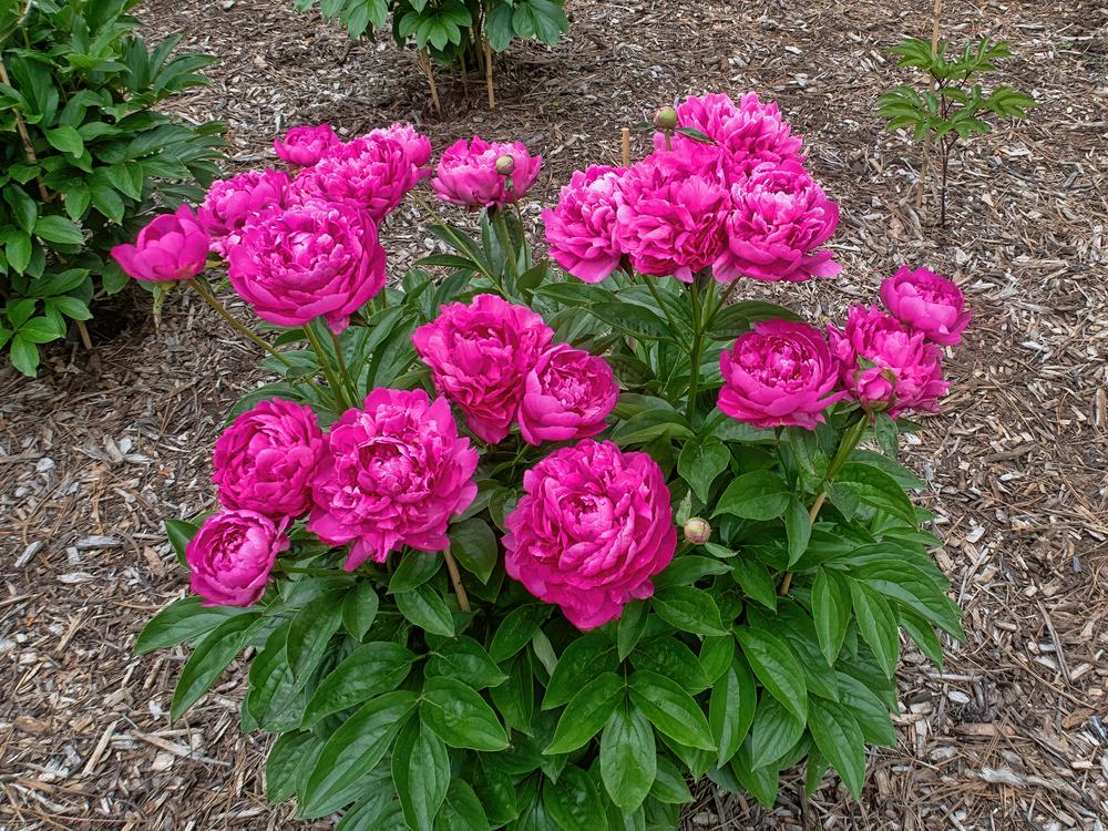 Photo of the entire plant of Peony (Paeonia lactiflora 'Da Fu Gui ...