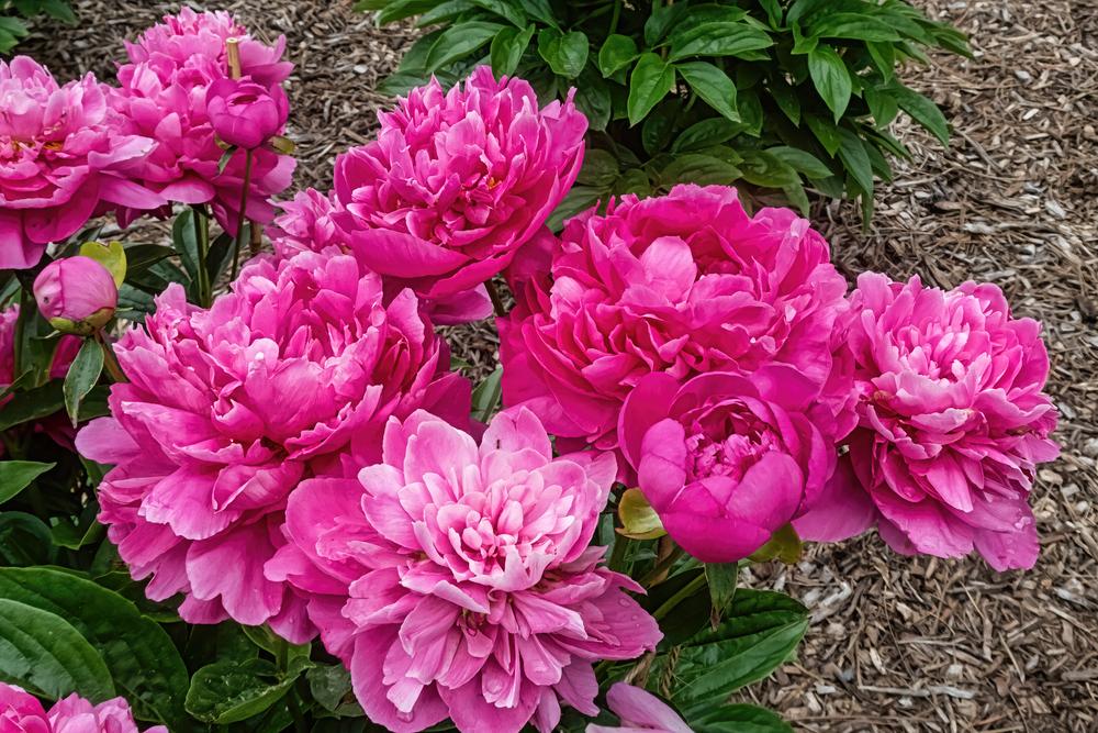 Photo of the bloom of Peony (Paeonia lactiflora 'Da Fu Gui') posted by ...
