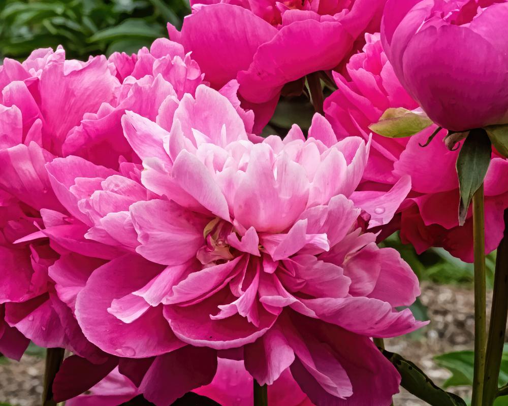 Peony (Paeonia lactiflora 'Da Fu Gui') in the Peonies Database - Garden.org