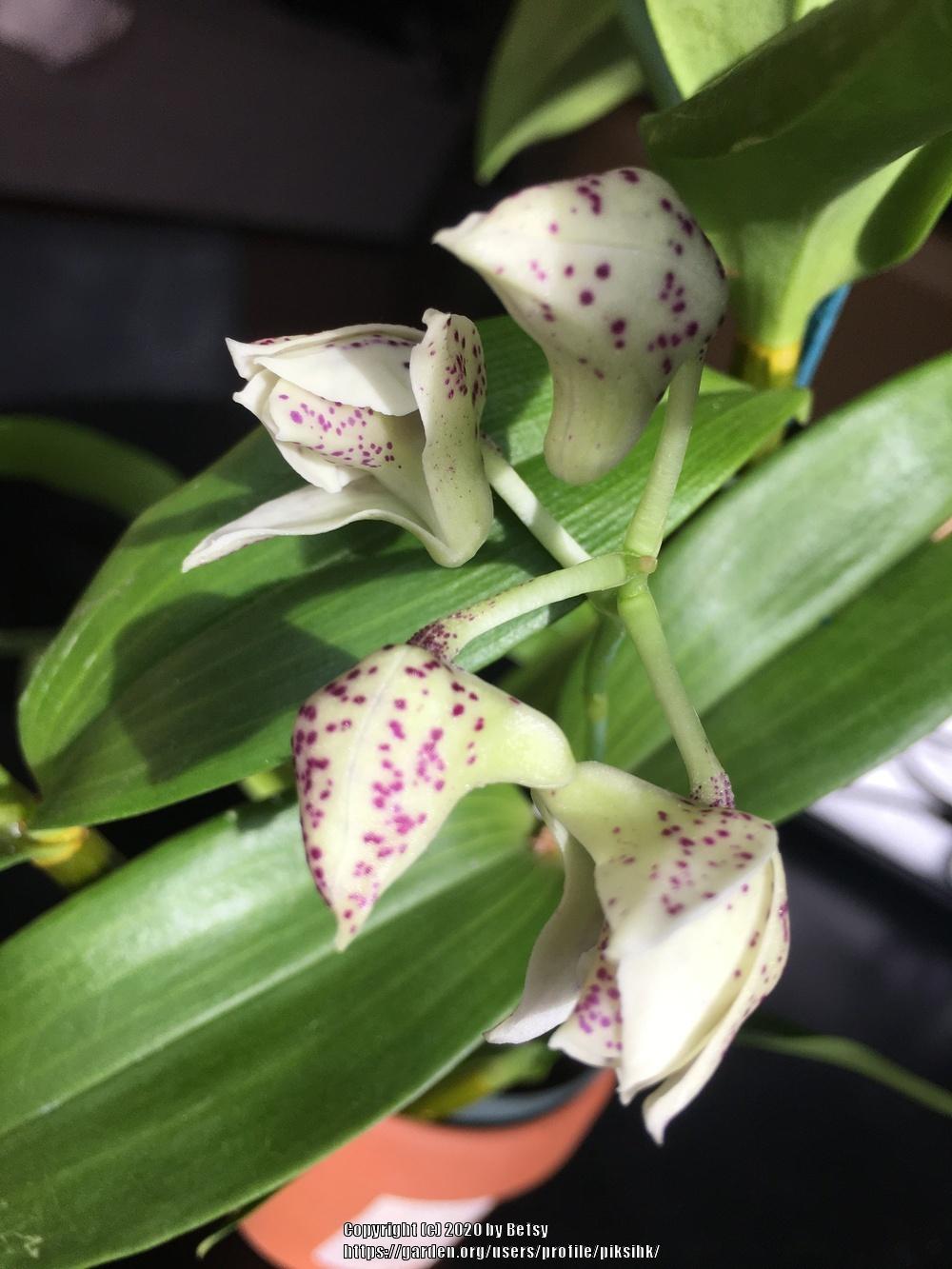 Den. Micro Chip x Roy Tokunaga in the Orchids forum - Garden.org