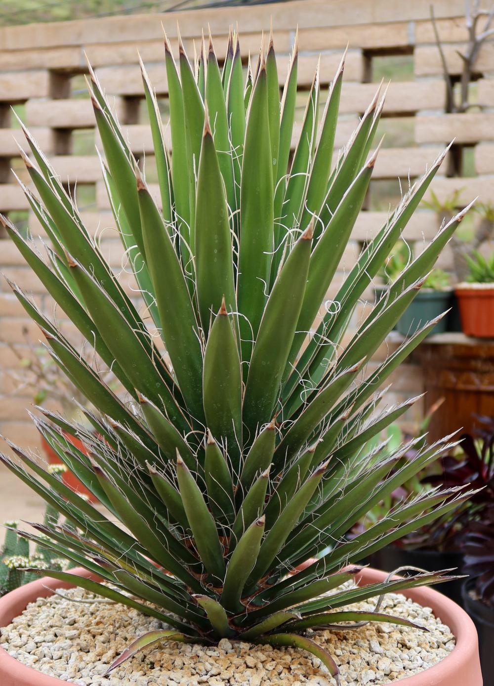 Photo of the entire plant of Datilillo (Yucca valida) posted by Baja ...
