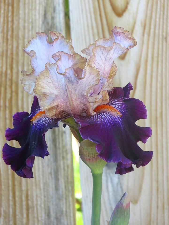 Photo of the bloom of Tall Bearded Iris (Iris 'Seal a Deal') posted by ...
