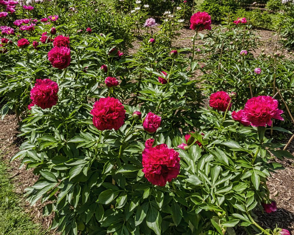 Photo of the entire plant of Peony (Paeonia 'Angelo Cobb Freeborn ...