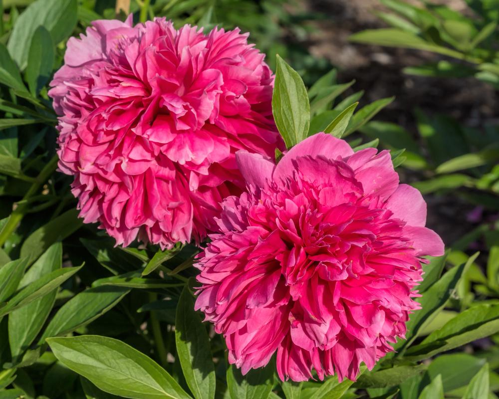 Photo of the bloom of Peony (Paeonia 'Angelo Cobb Freeborn') posted by ...