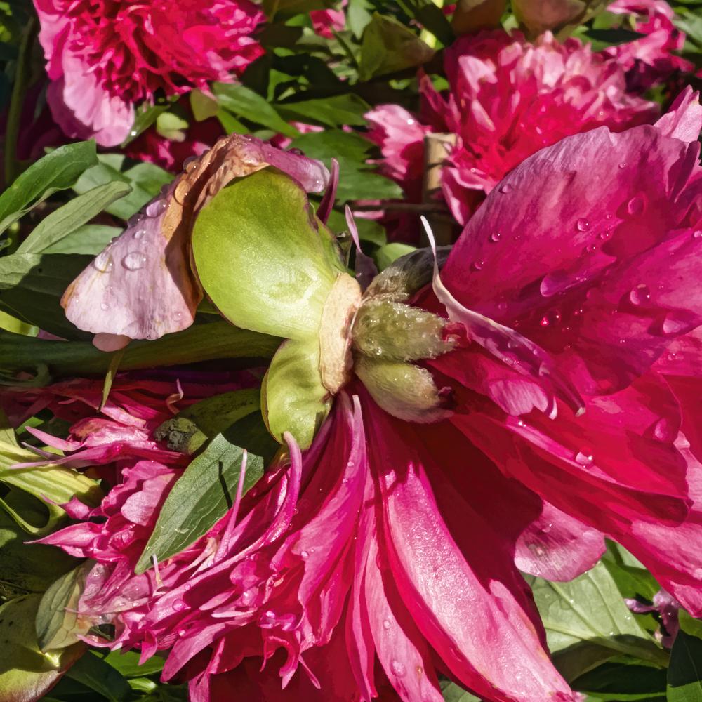 Photo of the stamens, filaments and pistils of Peony (Paeonia 'Angelo ...