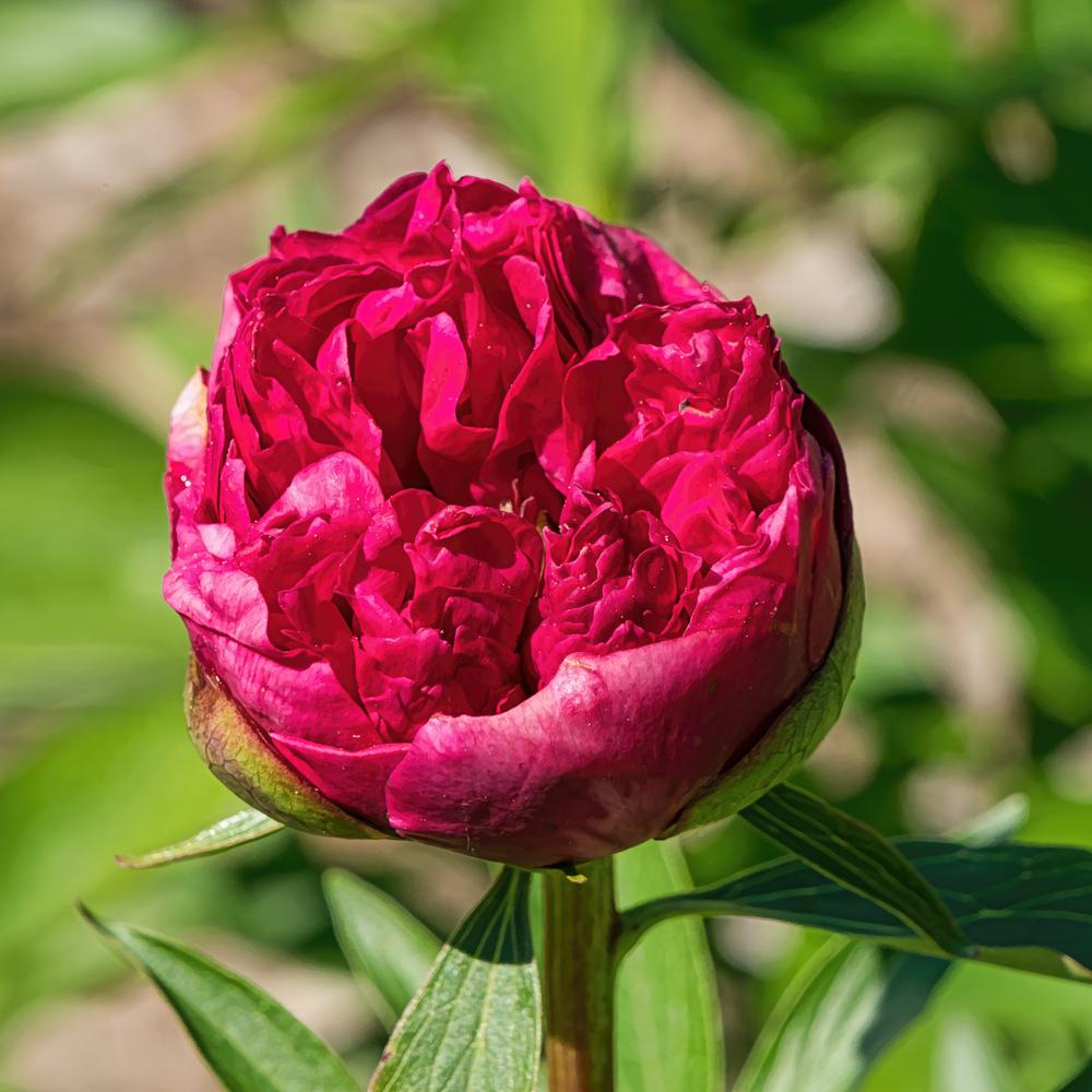 Photo of the closeup of buds, sepals and receptacles of Peony (Paeonia ...