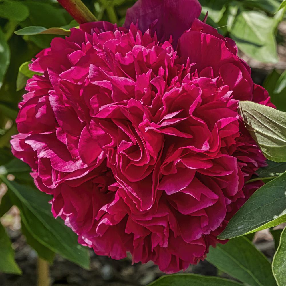 Photo of the bloom of Peony (Paeonia 'Angelo Cobb Freeborn') posted by ...
