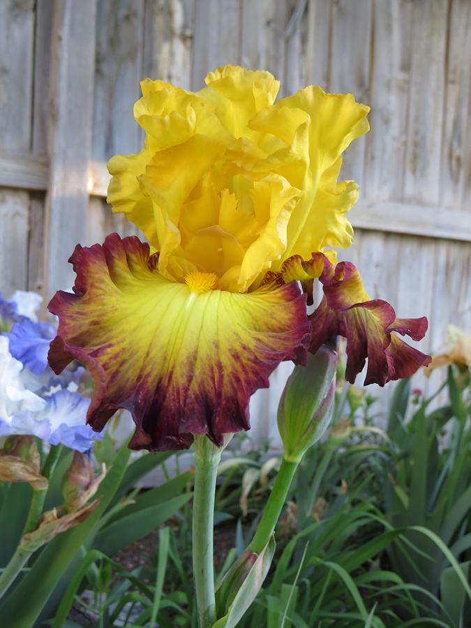 Photo of the bloom of Tall Bearded Iris (Iris 'Summer Shadow') posted ...