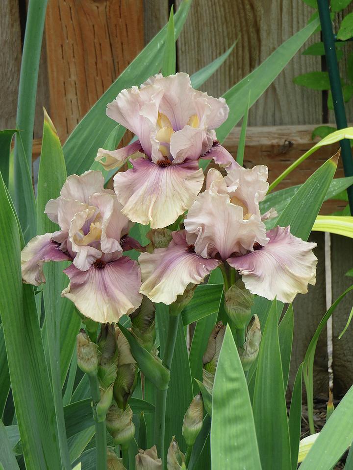 Photo of the bloom of Tall Bearded Iris (Iris 'Toad') posted by ...