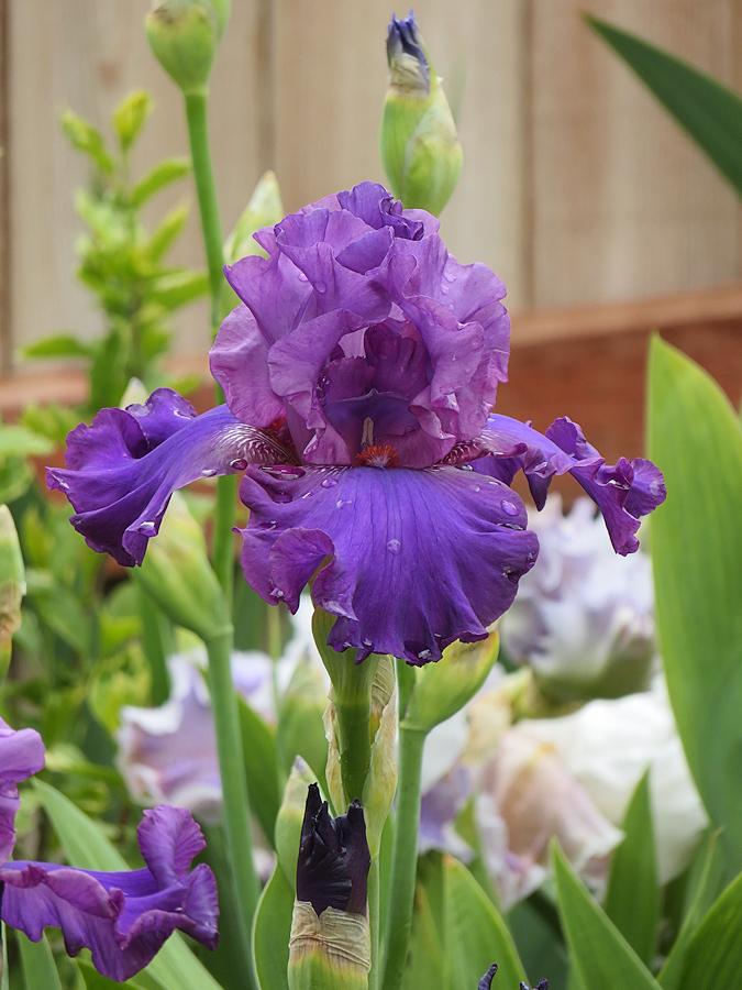 Tall Bearded Iris (Iris 'Spring Fantasy') in the Irises Database ...
