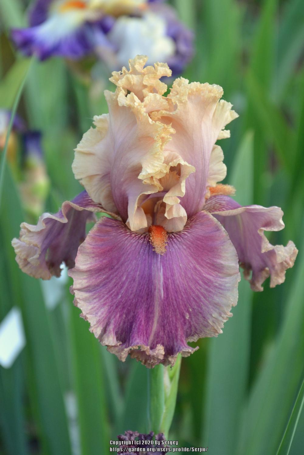 Photo of the bloom of Tall Bearded Iris (Iris 'Pretty Witch') posted by ...