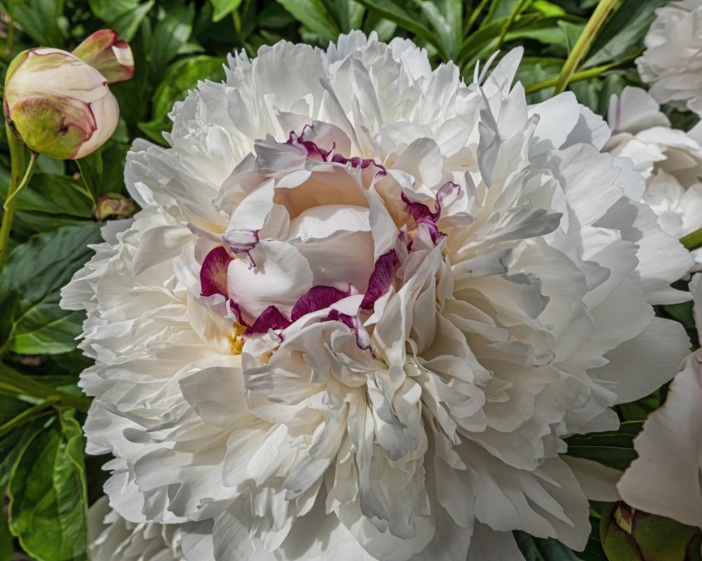 Peony (Paeonia 'Frances Willard') in the Peonies Database - Garden.org