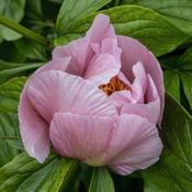 Plants Database - Garden.org